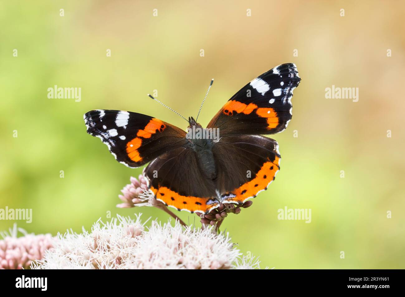 Vanessa atalanta, common names are Red admiral, Red admirable Stock ...