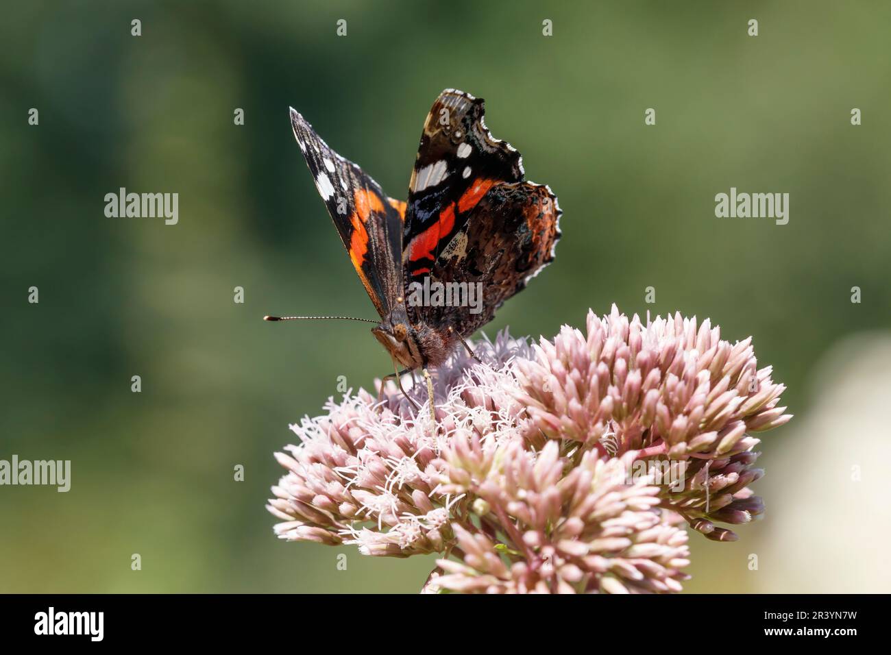 Vanessa atalanta, common names are Red admiral, Red admirable Stock ...