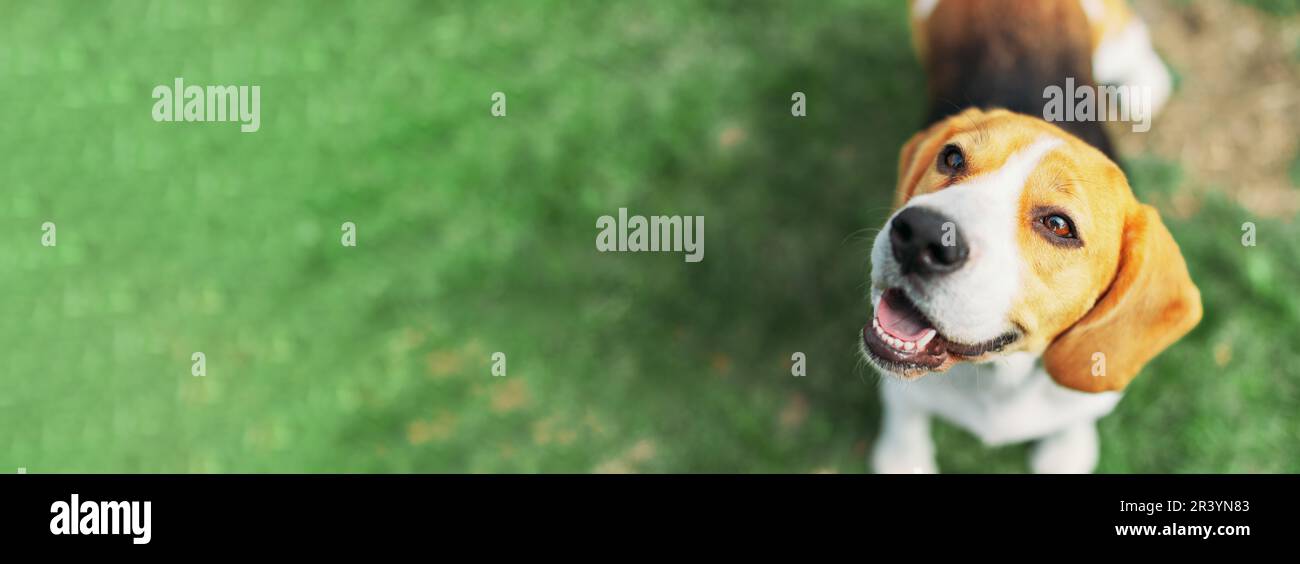 Beautiful Tricolor Puppy Of English Beagle Sitting On Green Grass ...