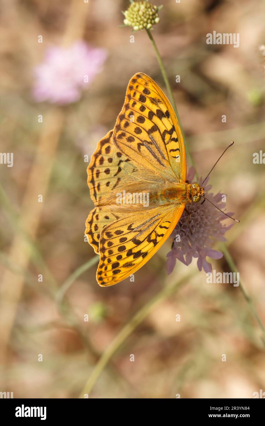 Argynnis pandora, known as Cardinal, Cardinal fritillary, Mediterranean ...