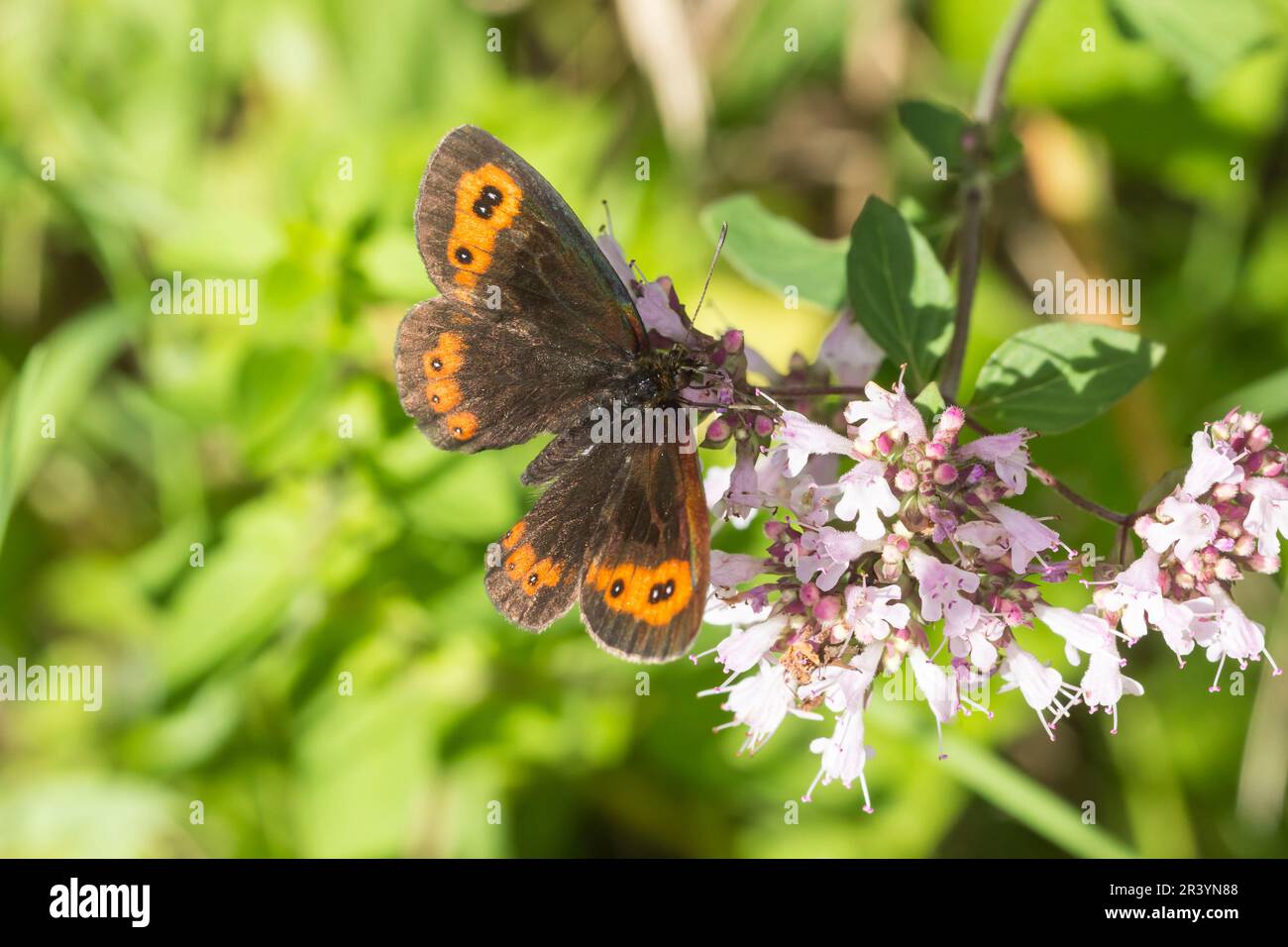 Erebia aethiops, known as Scotch argus Stock Photo - Alamy