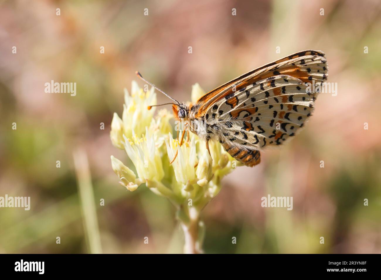 Melitaea didyma, ssp. meridionalis, known as Spotted fritillary, Red ...