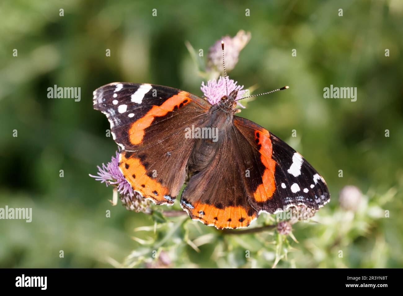 Vanessa atalanta, common names are Red admiral, Red admirable Stock ...