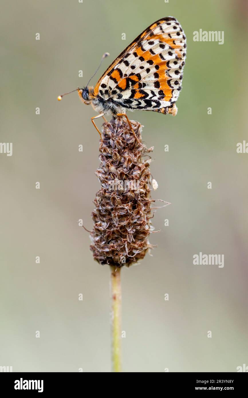 Melitaea didyma, known as Spotted fritillary, Red-band fritillary (male ...