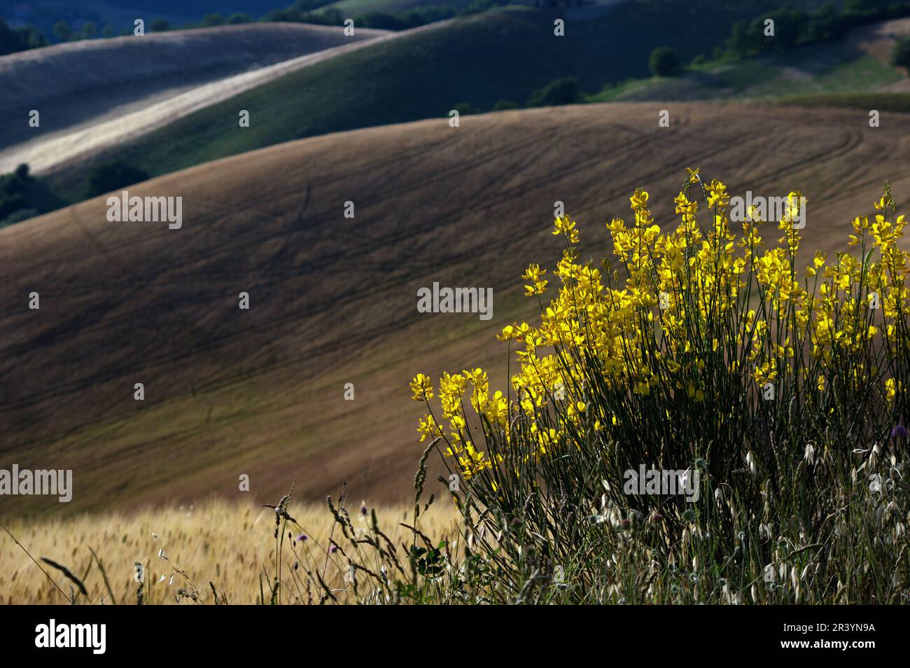 Flowering broom on the background of a field Stock Photo - Alamy