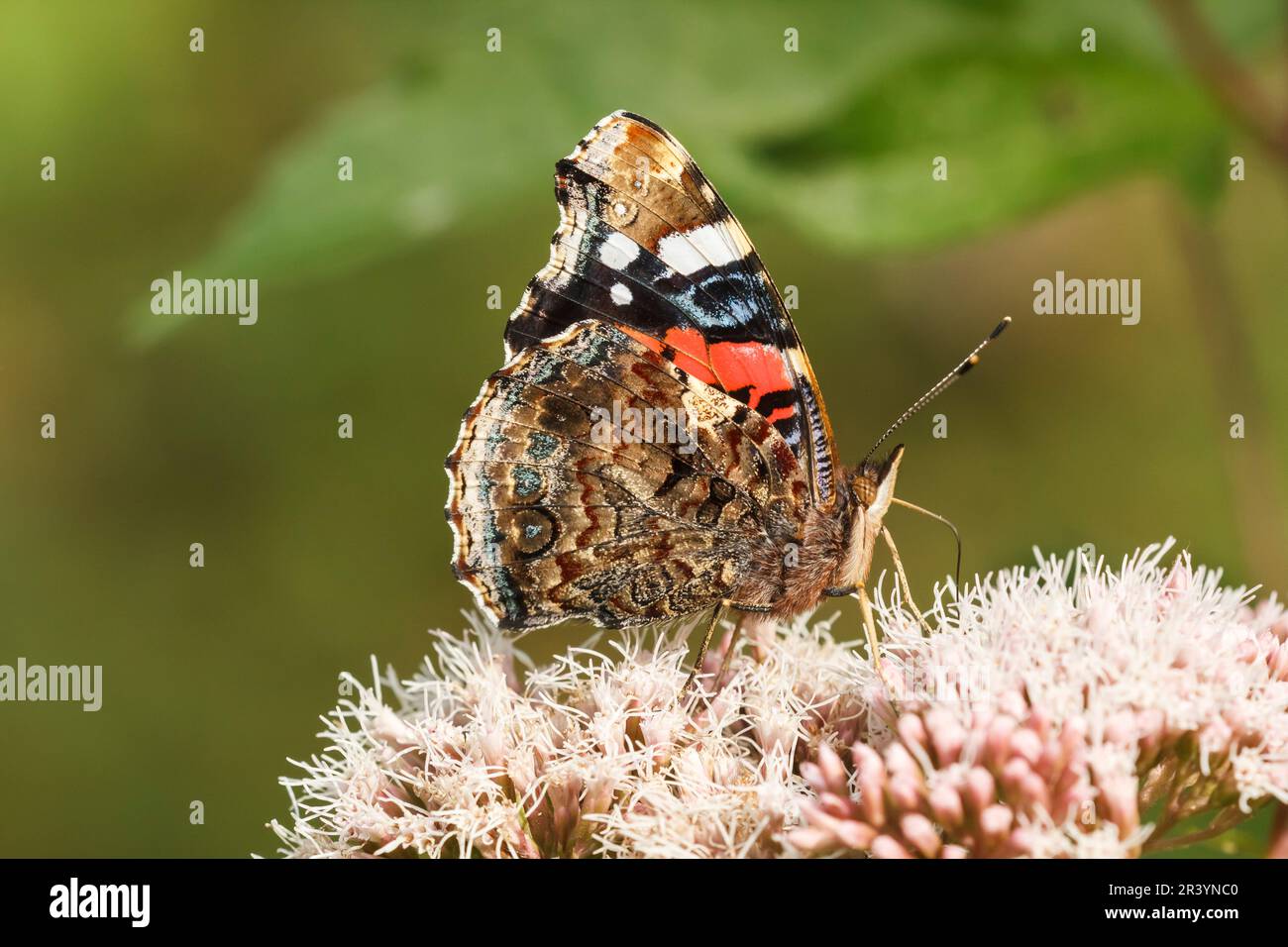 Vanessa atalanta, common names are Red admiral, Red admirable Stock ...