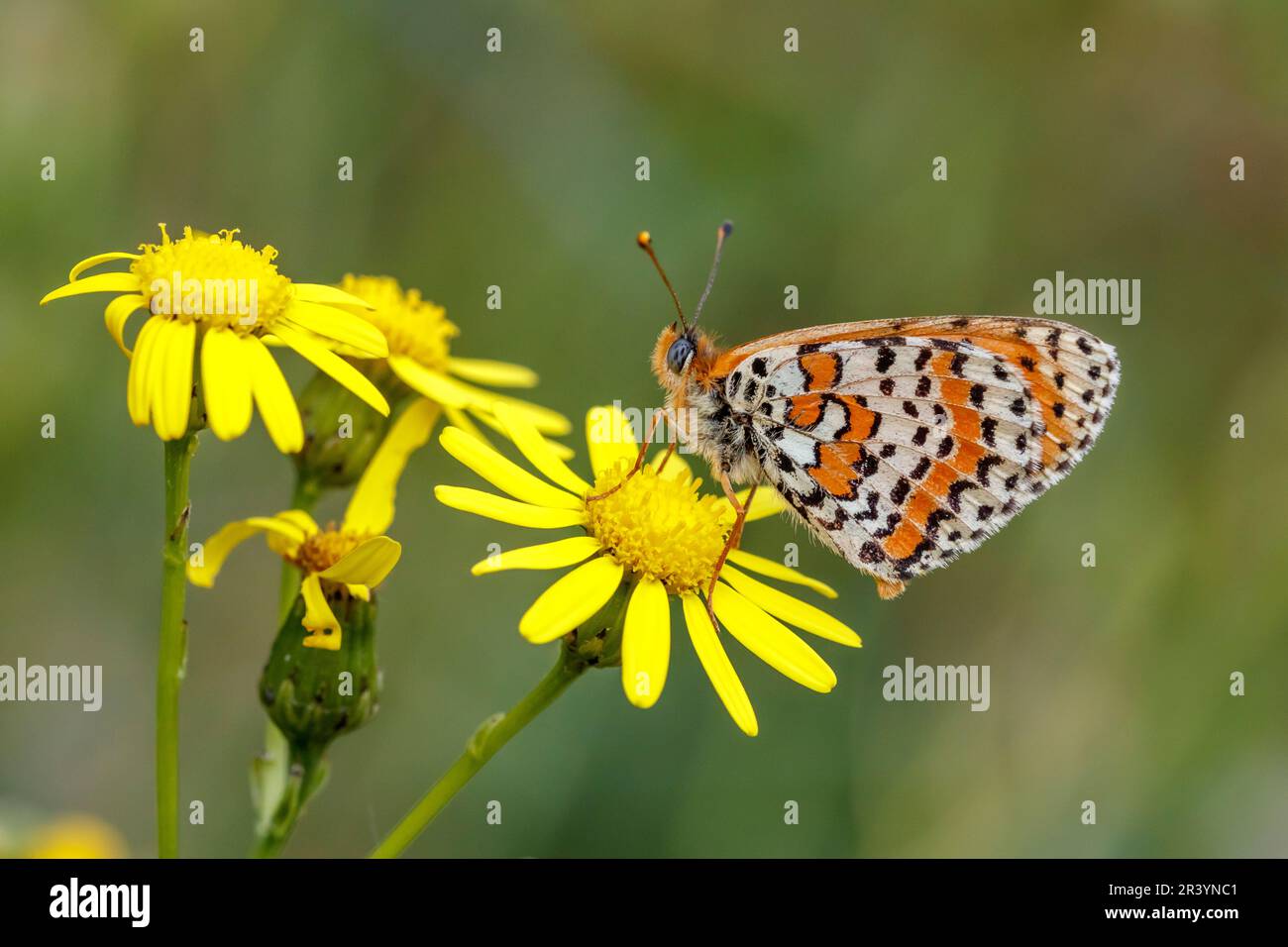 Melitaea didyma, known as Spotted fritillary, Red-band fritillary (male ...