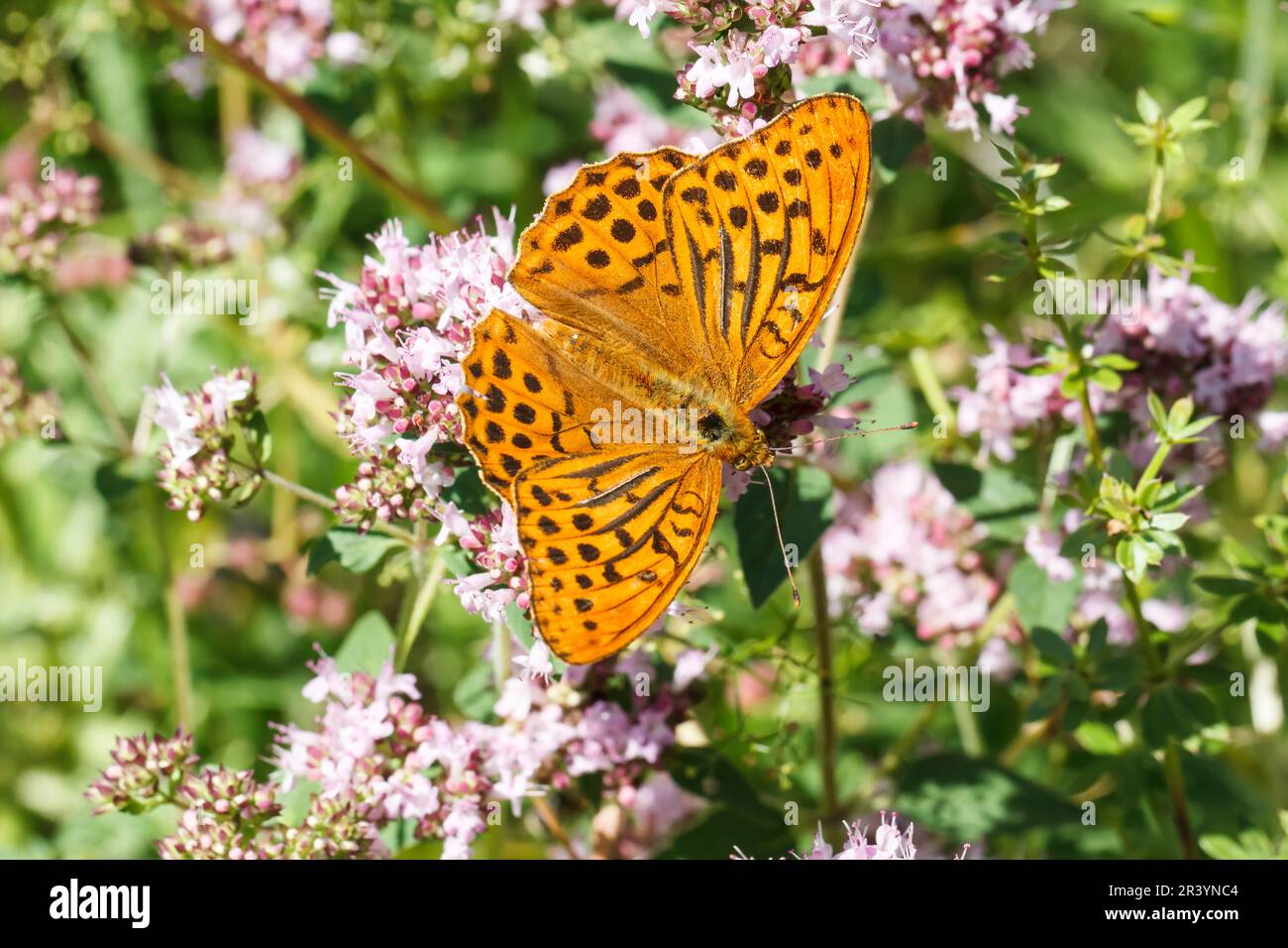 Argynnis paphia, male butterfly, known as Silver-washed fritillary ...