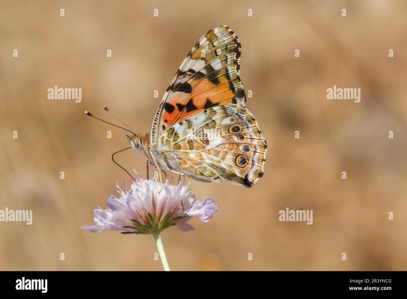 Vanessa cardui, syn. Cynthia cardui, known as Painted lady, Painted ...