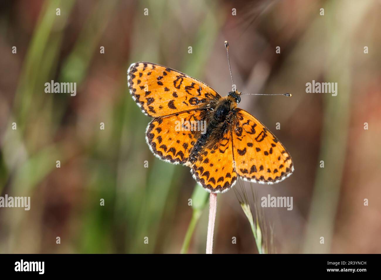 Melitaea didyma, known as Spotted fritillary, Red-band fritillary (male ...