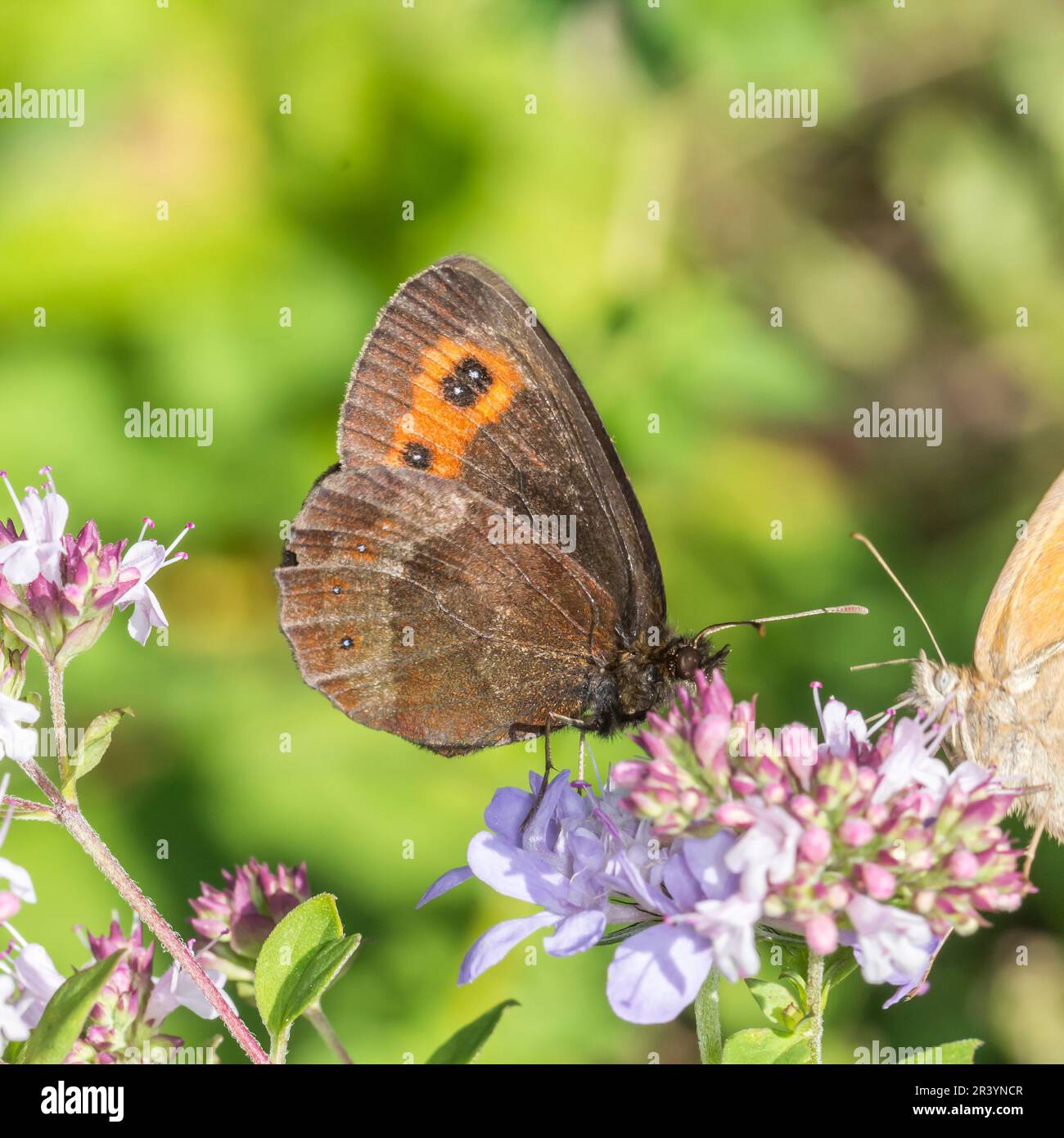 Erebia aethiops, known as Scotch argus Stock Photo - Alamy
