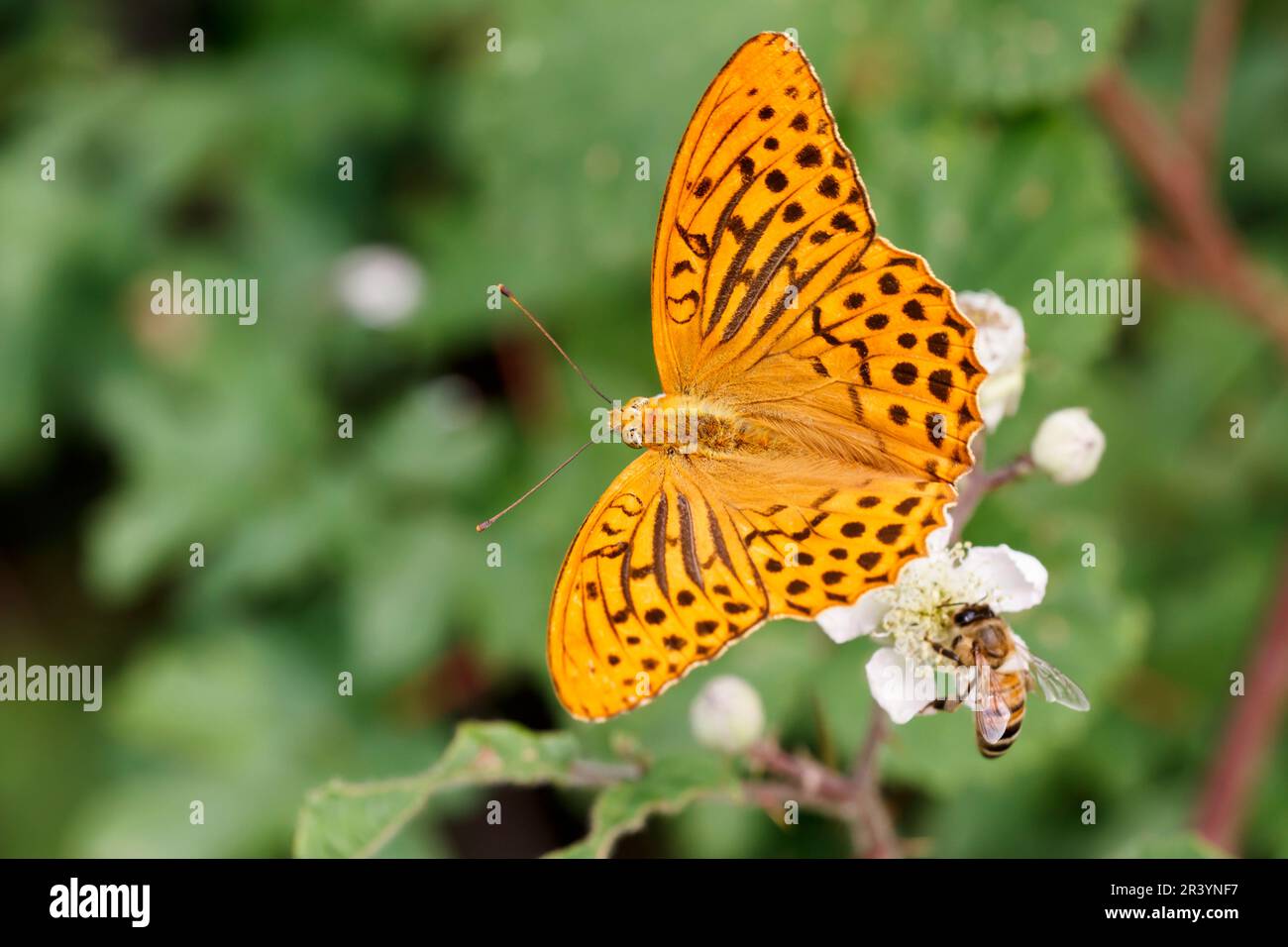 Argynnis paphia, male butterfly, known as Silver-washed fritillary ...