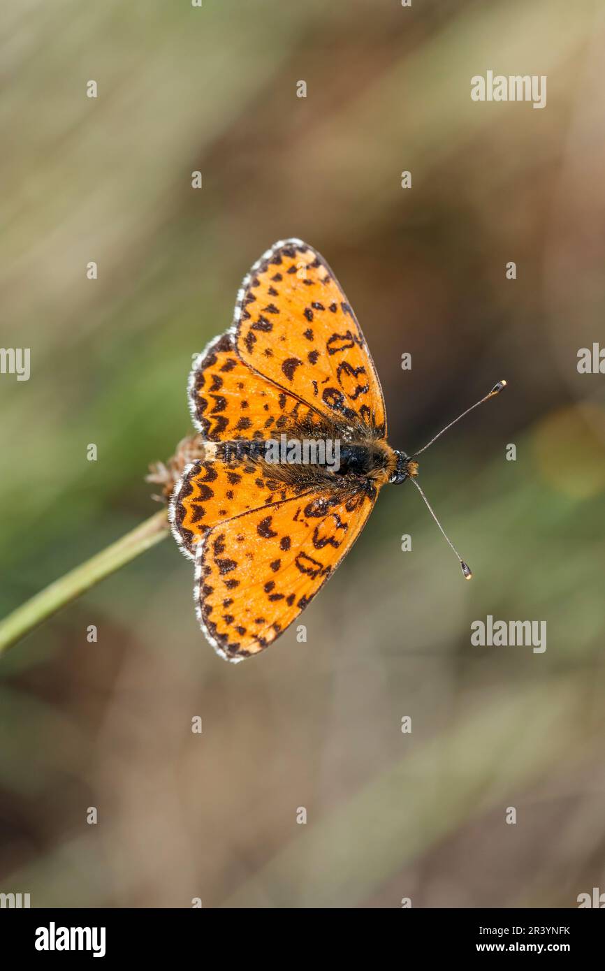 Melitaea didyma, known as Spotted fritillary, Red-band fritillary (male ...