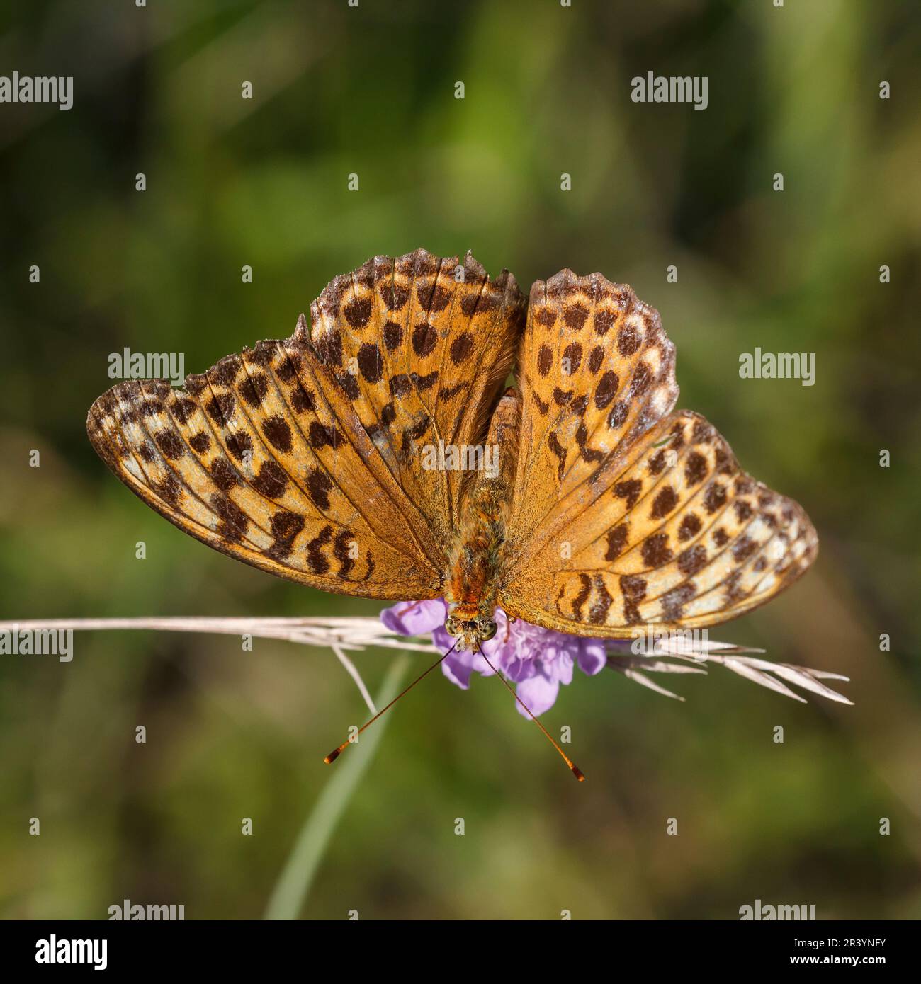 Argynnis paphia, female butterfly, known as Silver-washed fritillary ...