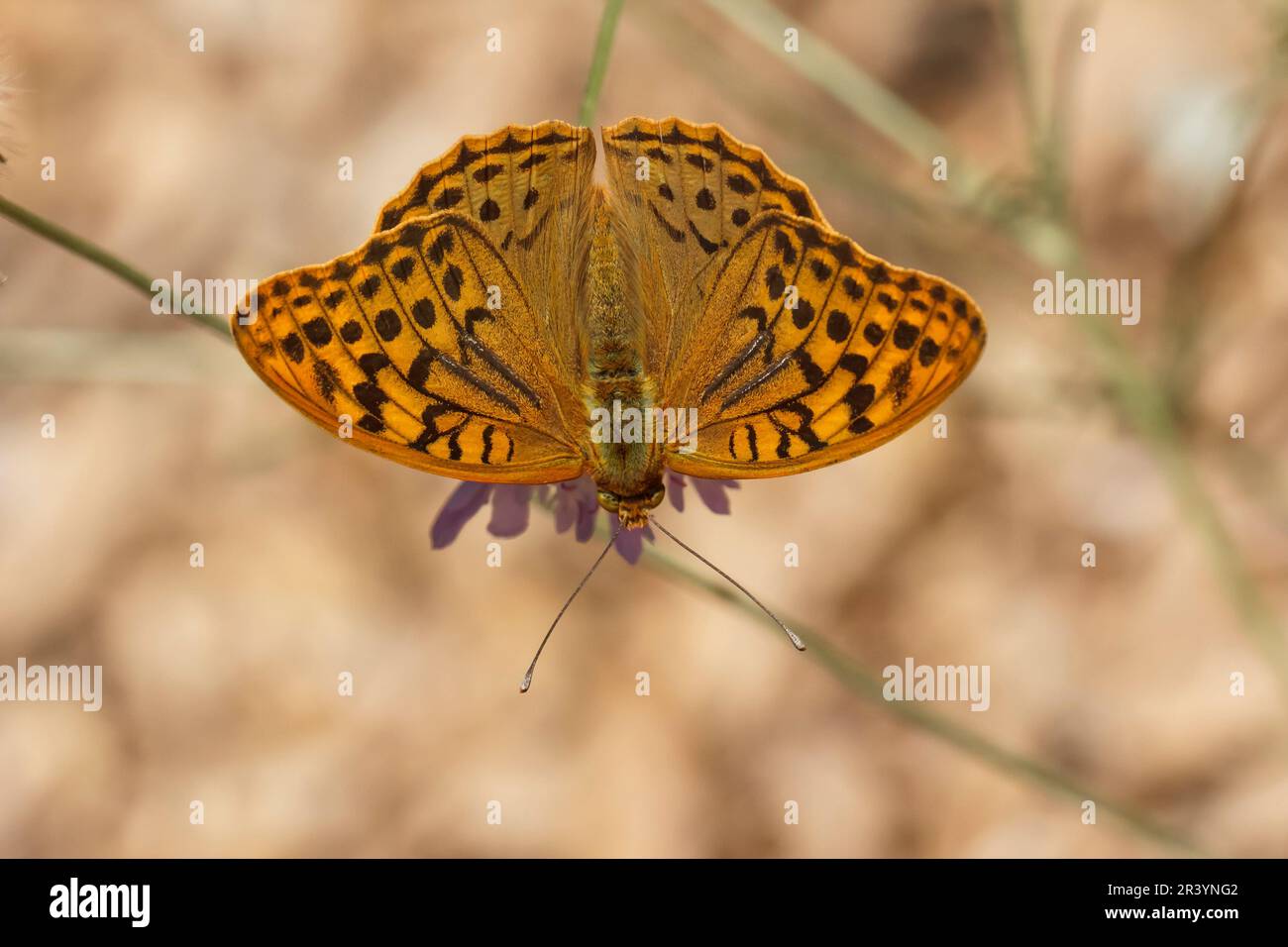 Argynnis pandora, known as Cardinal, Cardinal fritillary, Mediterranean ...