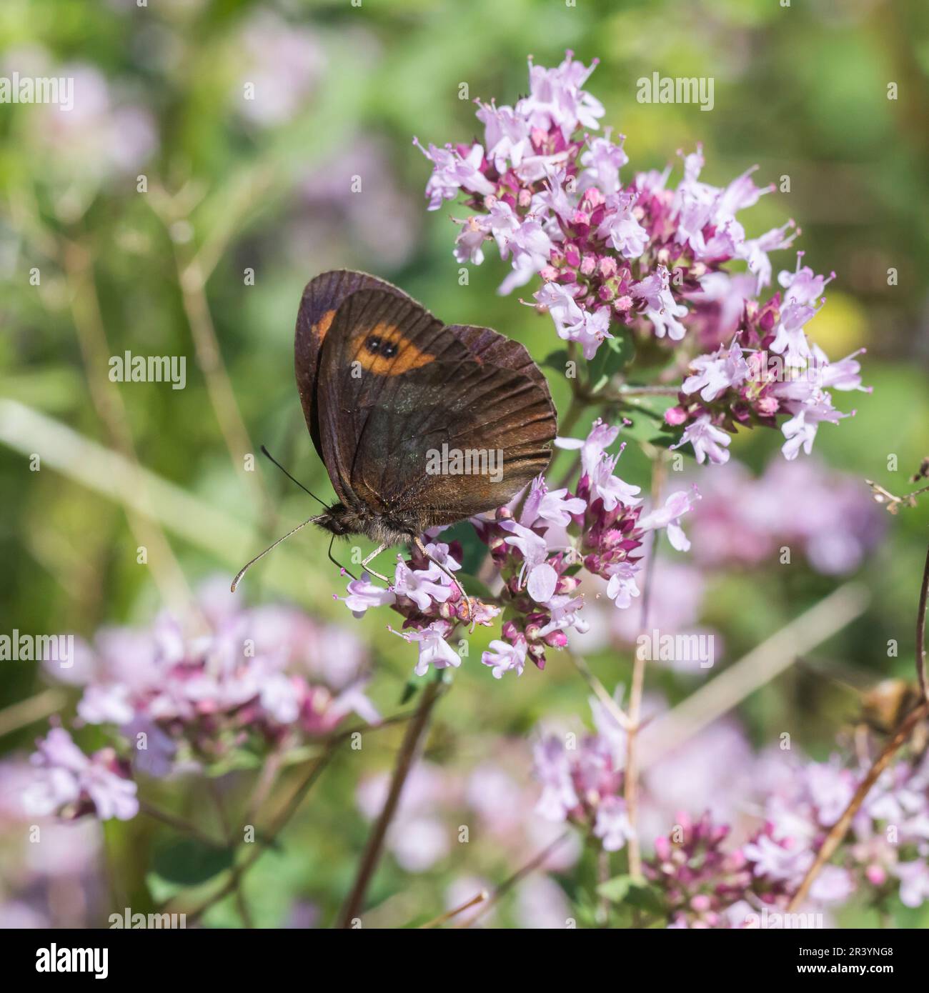 Erebia aethiops, known as Scotch argus Stock Photo - Alamy