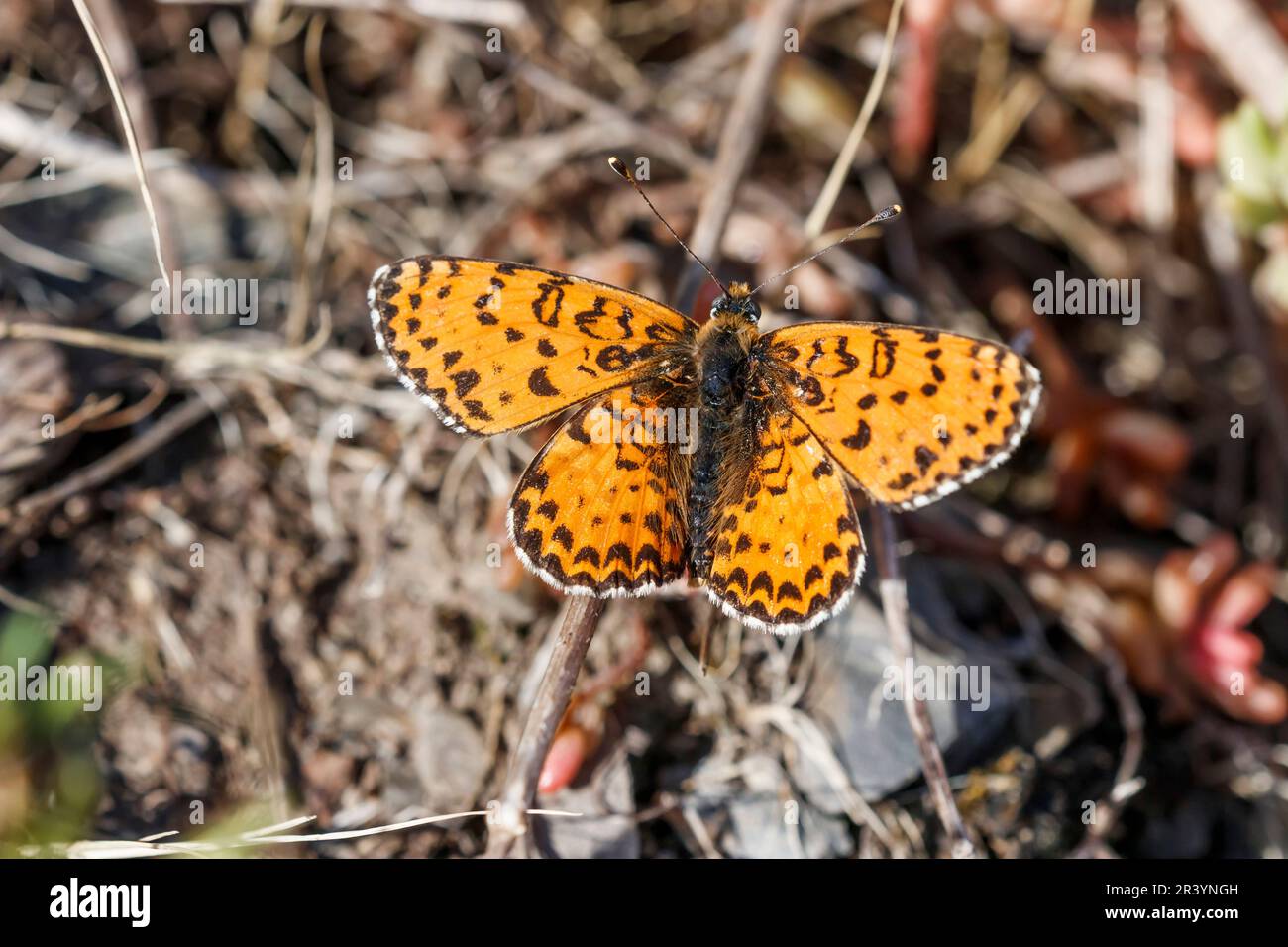 Melitaea didyma, known as Spotted fritillary, Red-band fritillary (male ...