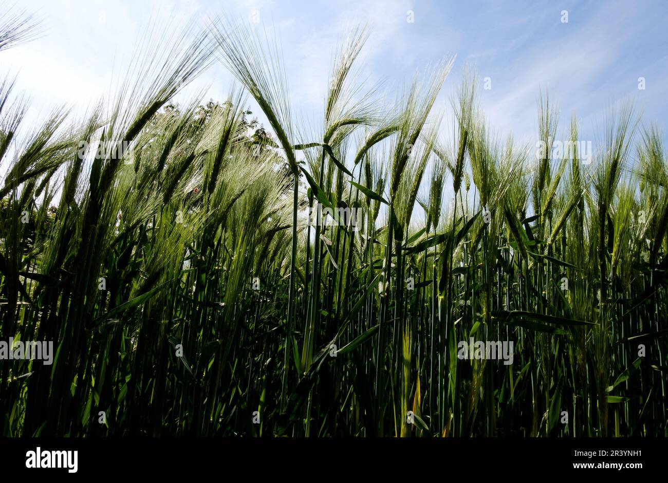 A field of spring wheat growing in the Cotswolds. Taken in May as the ...