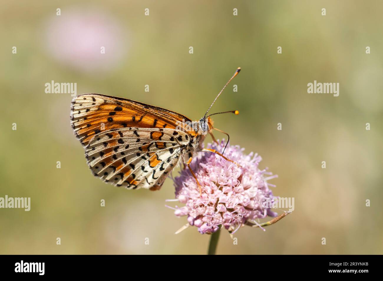Melitaea didyma, known as Spotted fritillary, Red-band fritillary Stock ...
