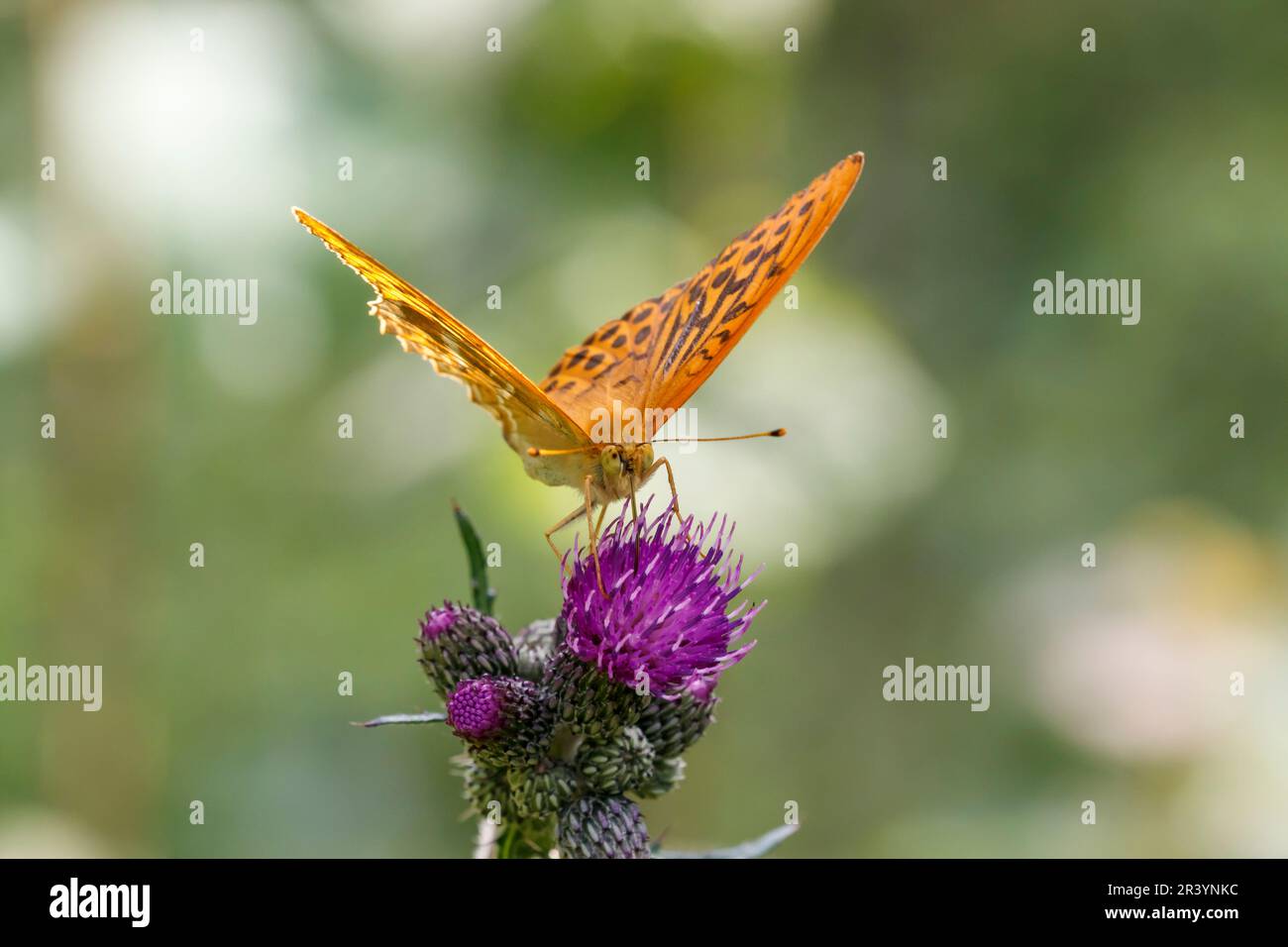 Argynnis paphia, male butterfly, known as Silver-washed fritillary ...
