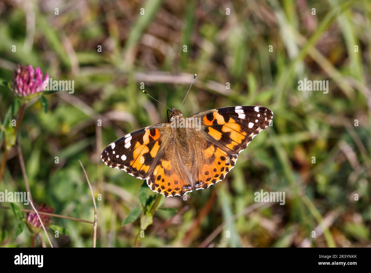 Vanessa cardui, syn. Cynthia cardui, known as Painted lady, Painted ...