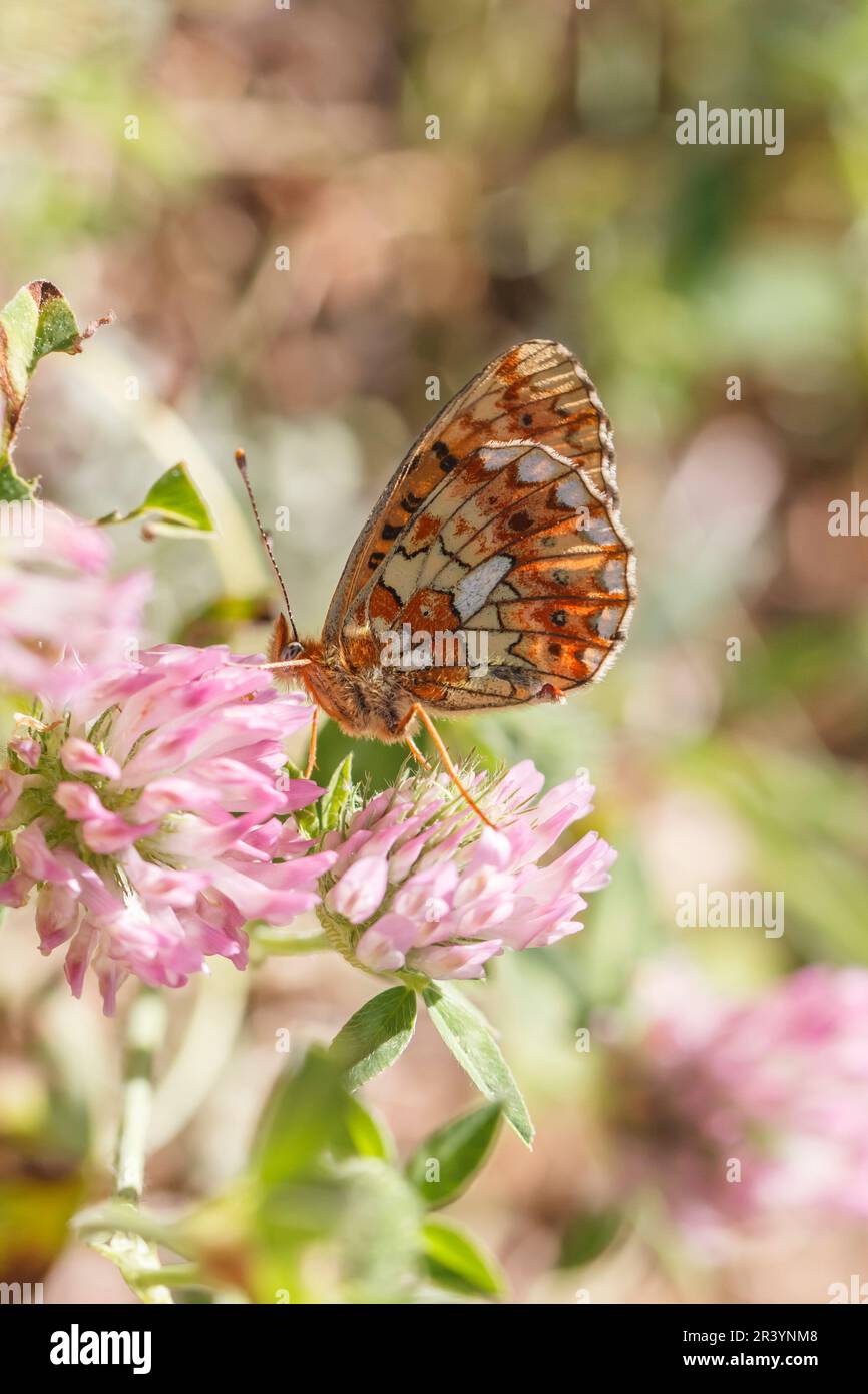 Boloria euphrosyne, known as the Pearl-bordered fritillary Stock Photo ...
