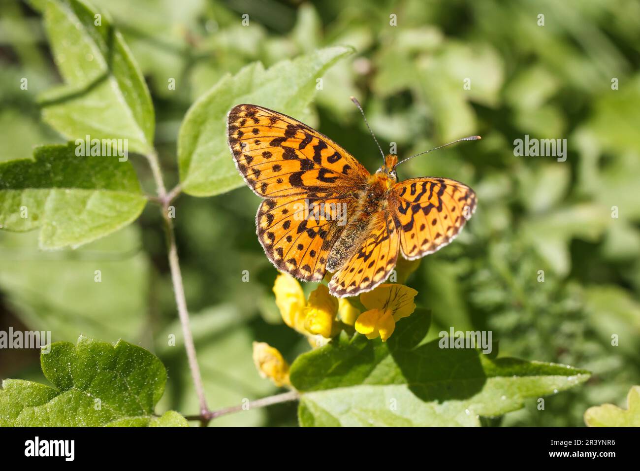 Boloria euphrosyne, known as the Pearl-bordered fritillary Stock Photo ...