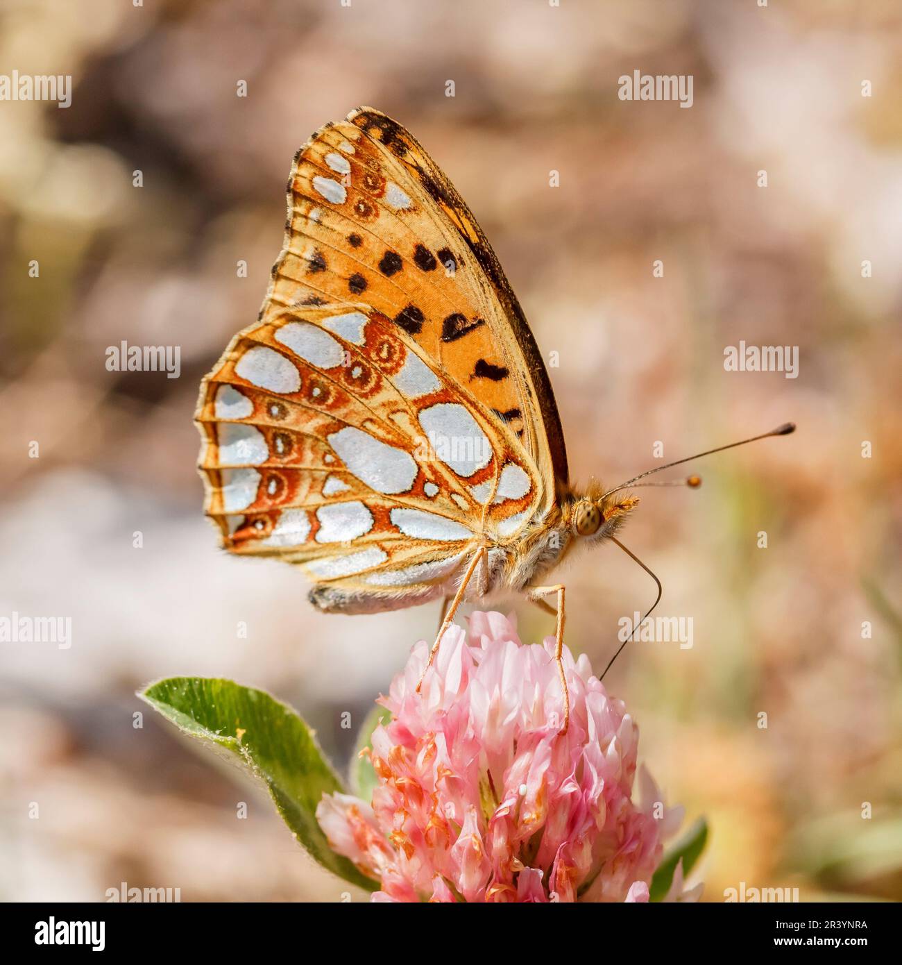 Issoria lathonia, known as the Queen of Spain fritillary butterfly from ...