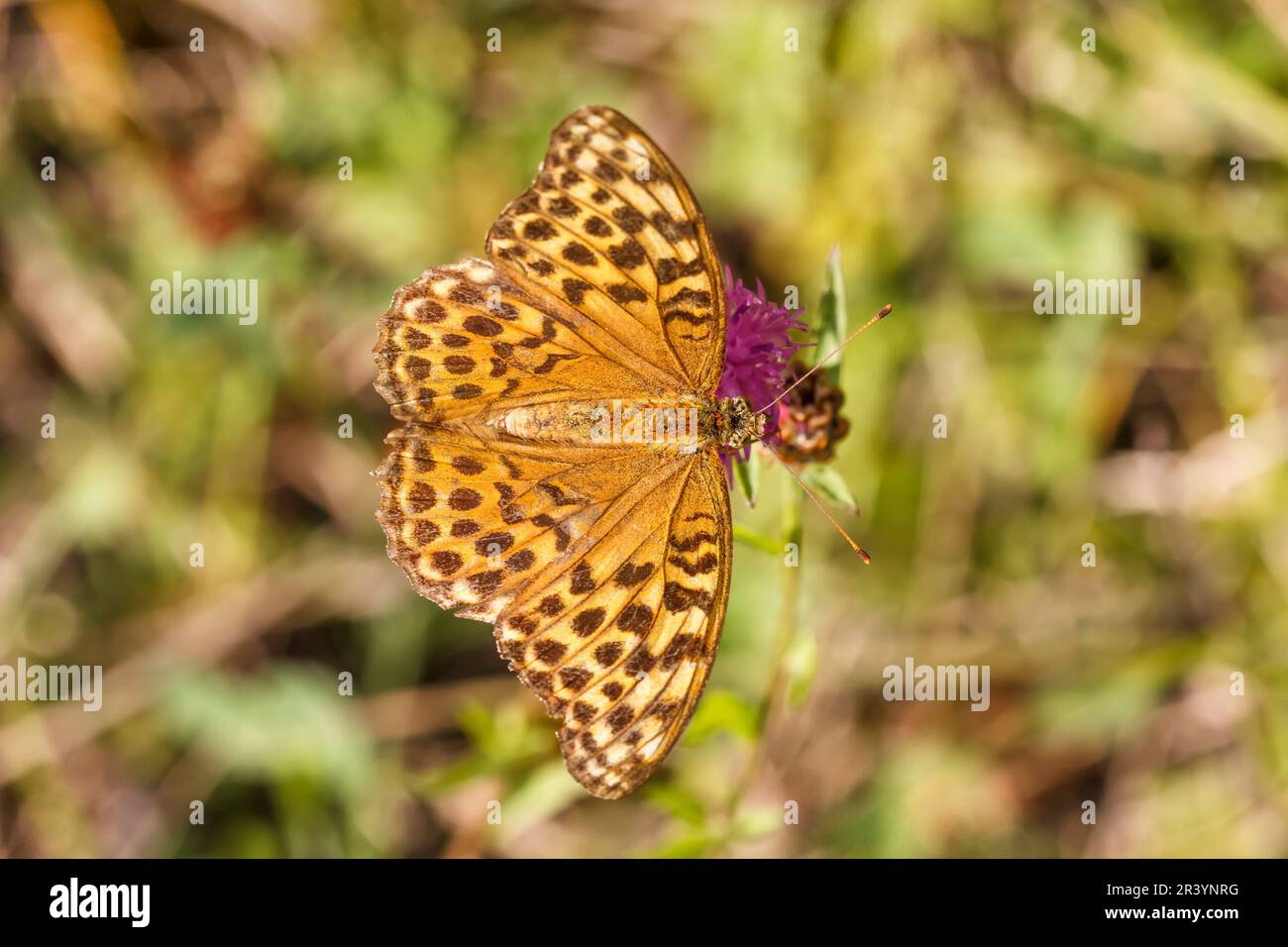 Argynnis paphia, female butterfly, known as Silver-washed fritillary ...