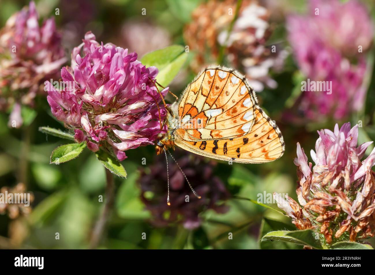 Boloria euphrosyne, known as the Pearl-bordered fritillary Stock Photo ...