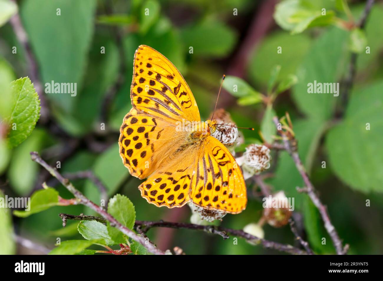 Argynnis paphia, male butterfly, known as Silver-washed fritillary ...