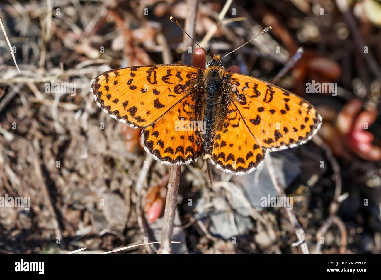 Melitaea didyma, known as Spotted fritillary, Red-band fritillary (male ...