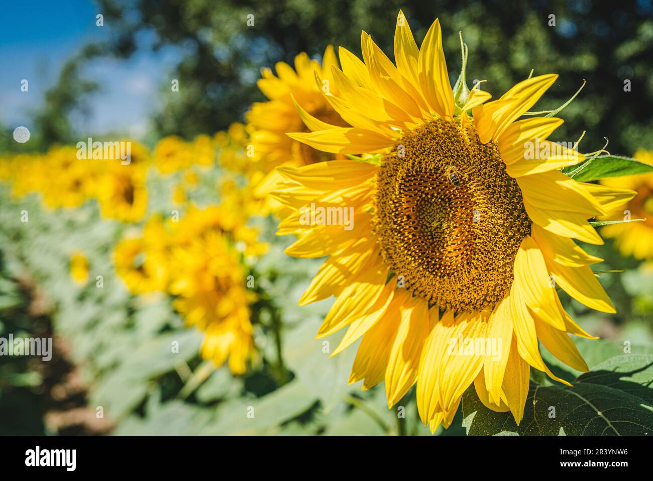 Sunflower colors during summer Stock Photo - Alamy