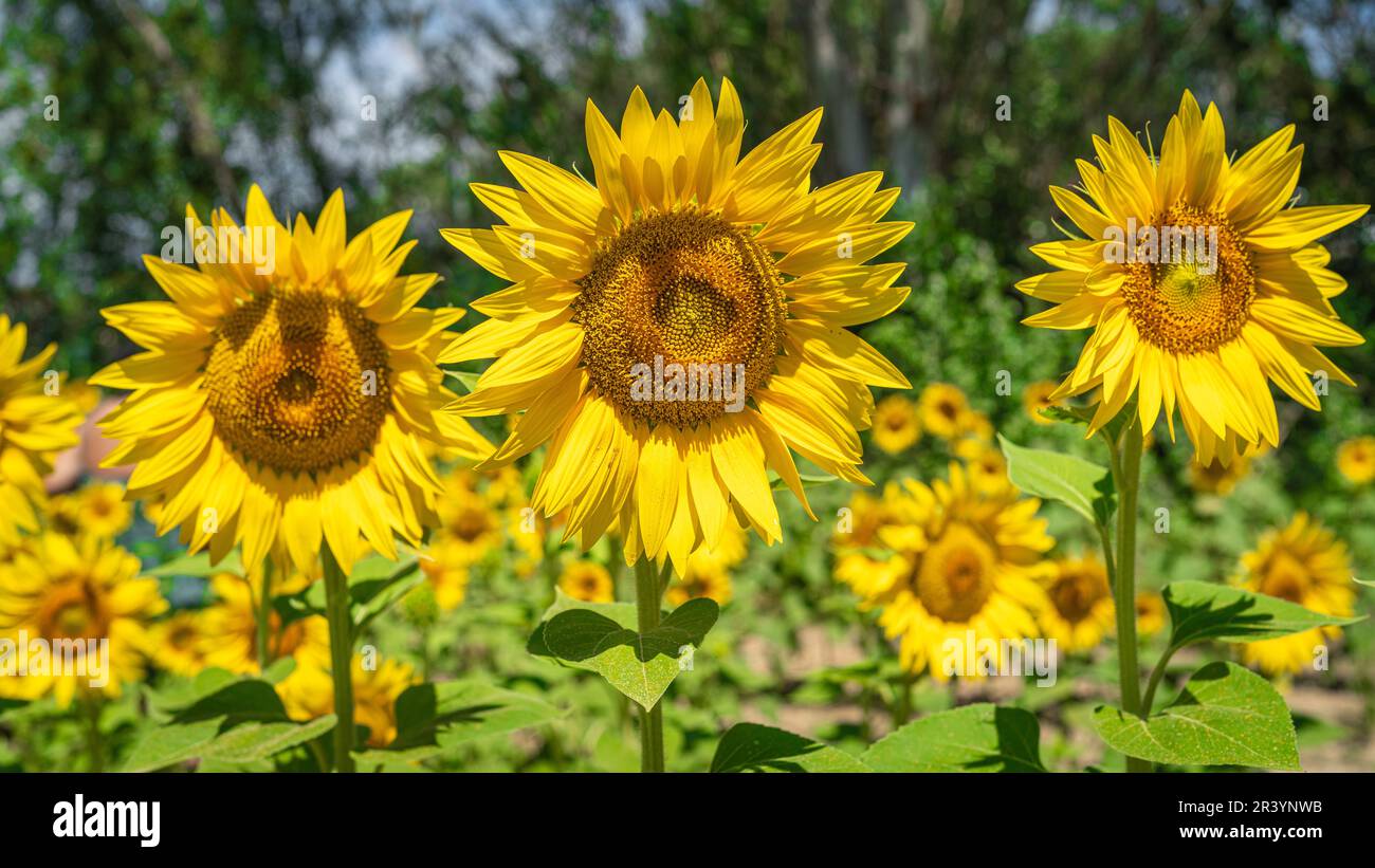 Sunflower colors during summer Stock Photo - Alamy
