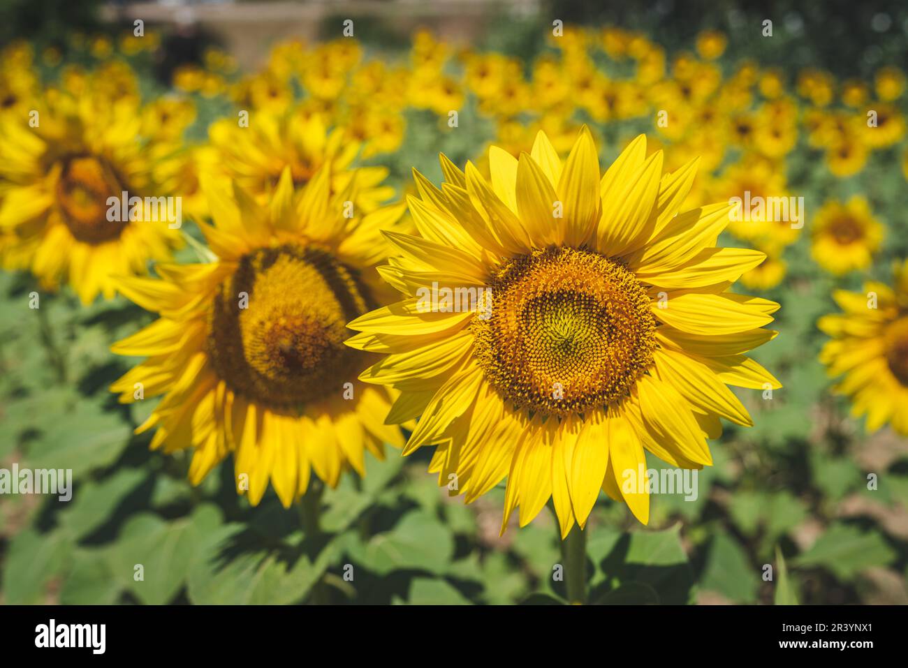 Sunflower colors during summer Stock Photo - Alamy