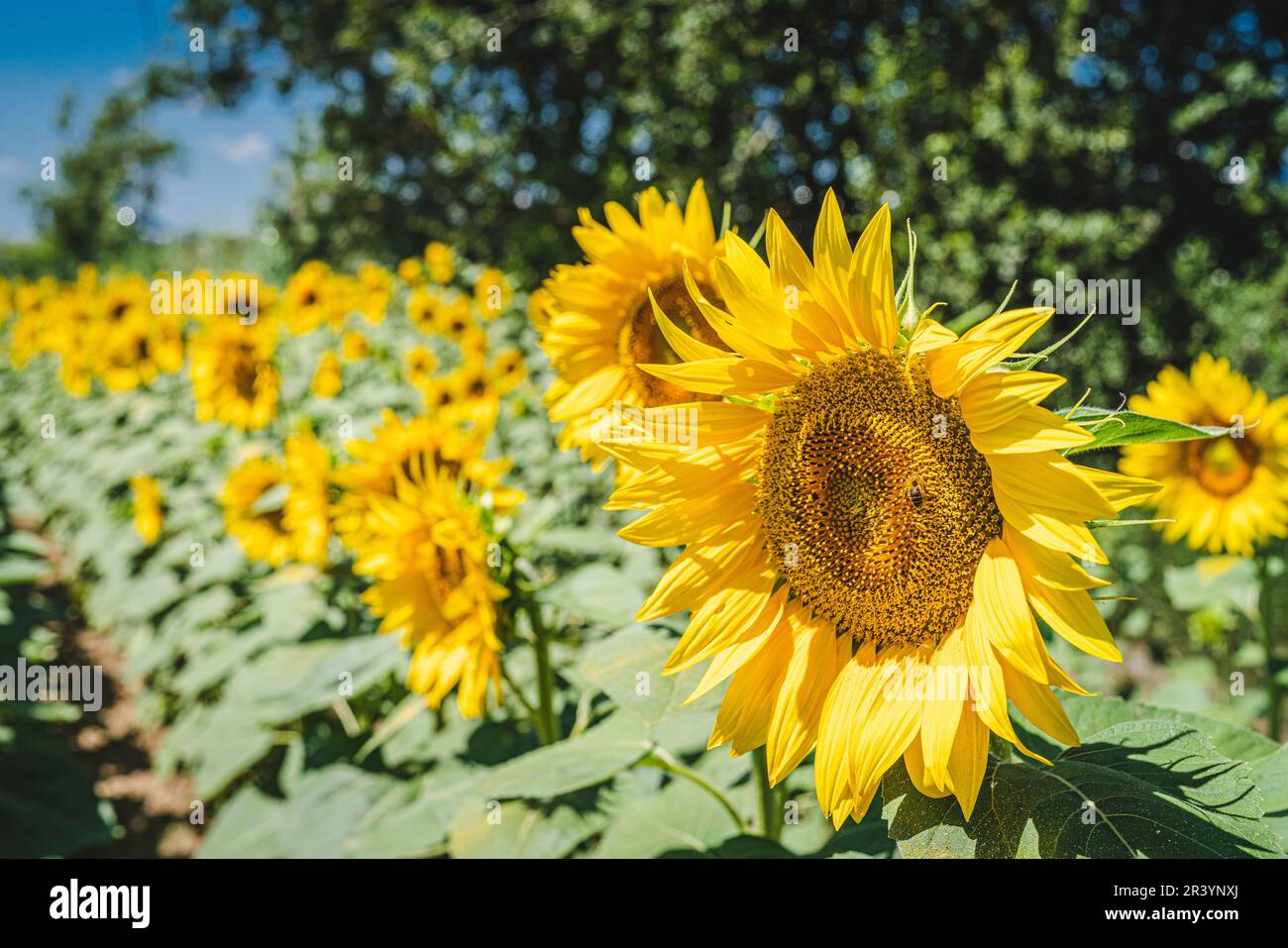 Sunflower colors during summer Stock Photo - Alamy