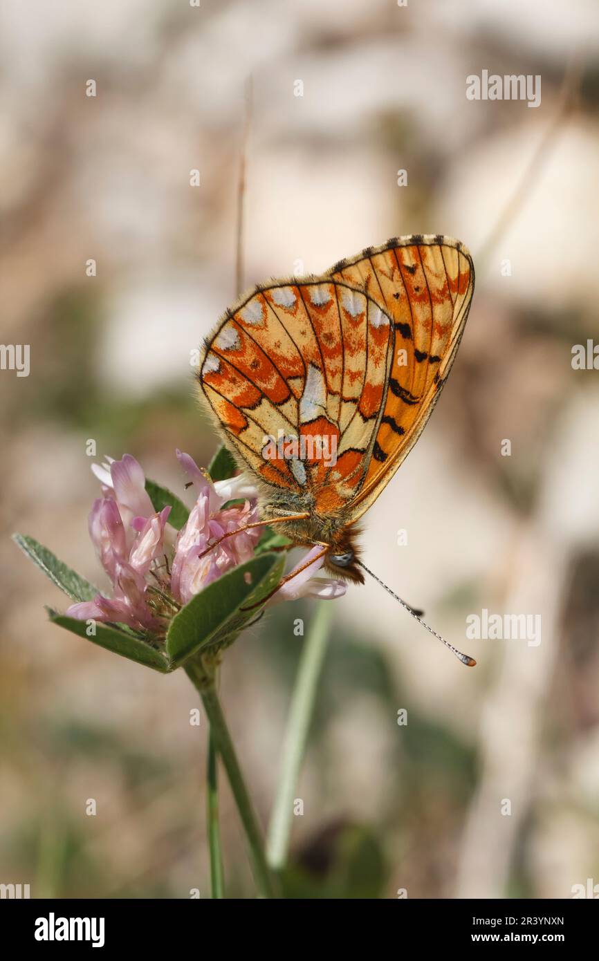 Boloria euphrosyne, known as the Pearl-bordered fritillary Stock Photo ...