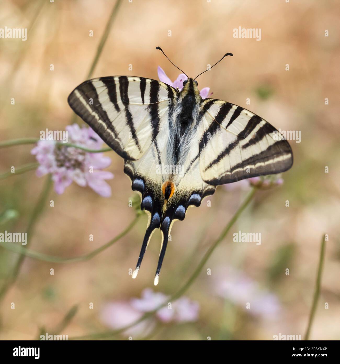Iphiclides podalirus, known as Southern Scarce swallowtail, Sail ...