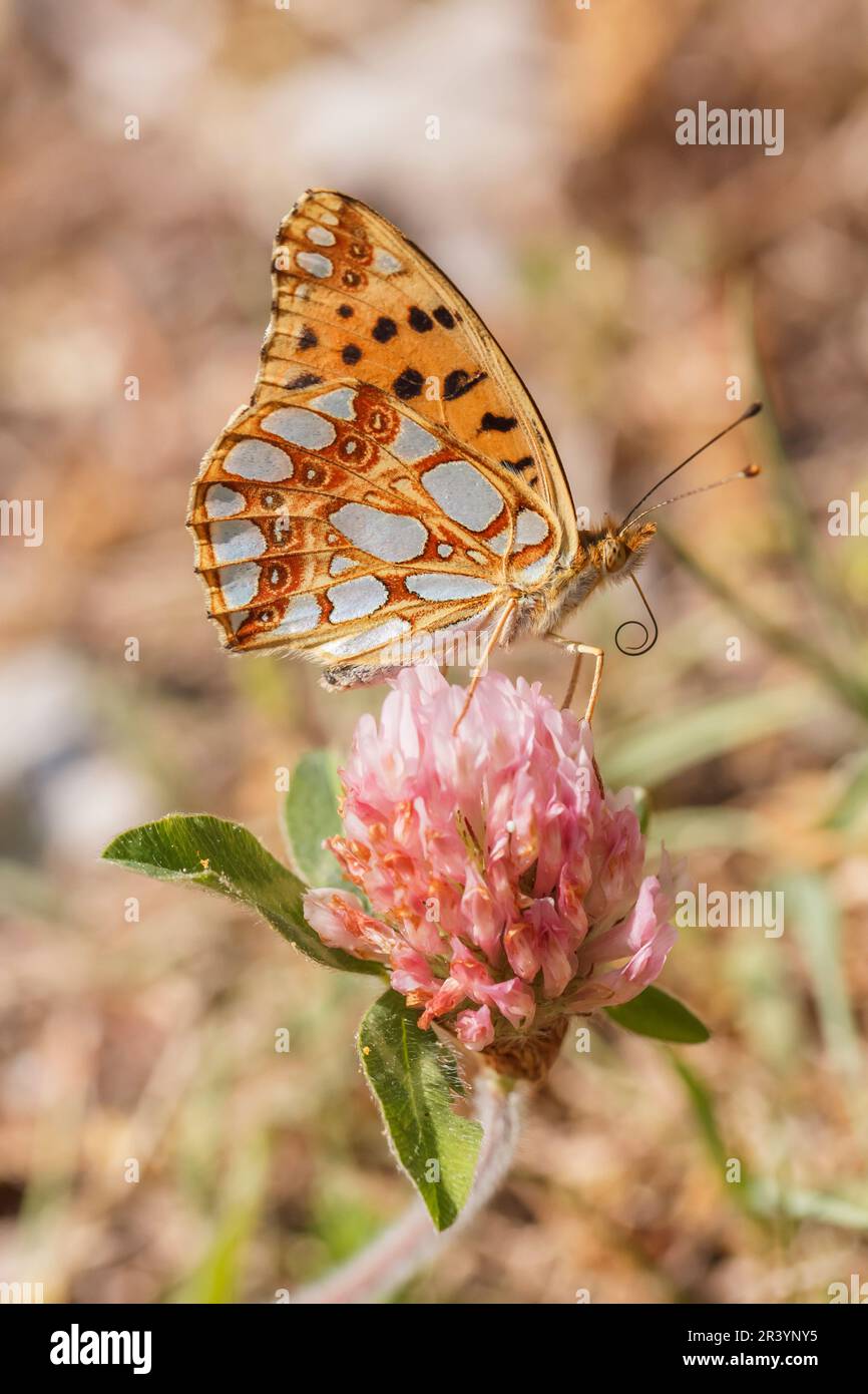 Issoria lathonia, known as the Queen of Spain fritillary butterfly from ...