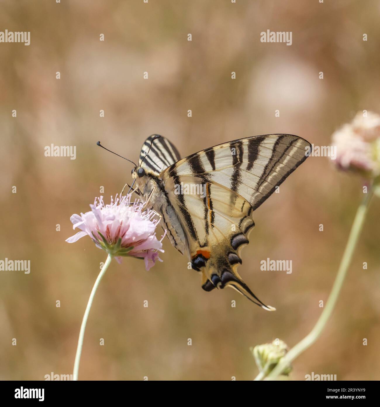 Iphiclides podalirus, known as Southern Scarce swallowtail, Sail ...