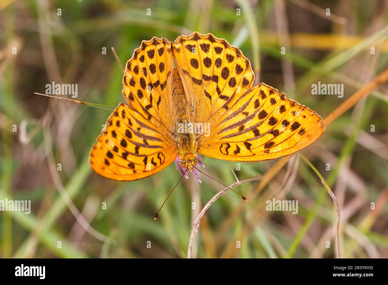 Argynnis paphia, male butterfly, known as Silver-washed fritillary ...