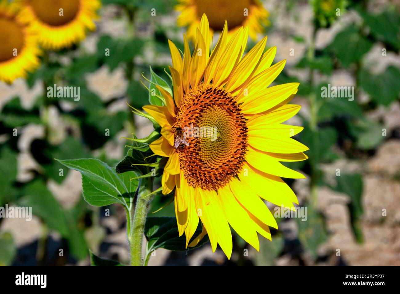 Detail of a fly sitting on the petals of a sunflower Stock Photo - Alamy