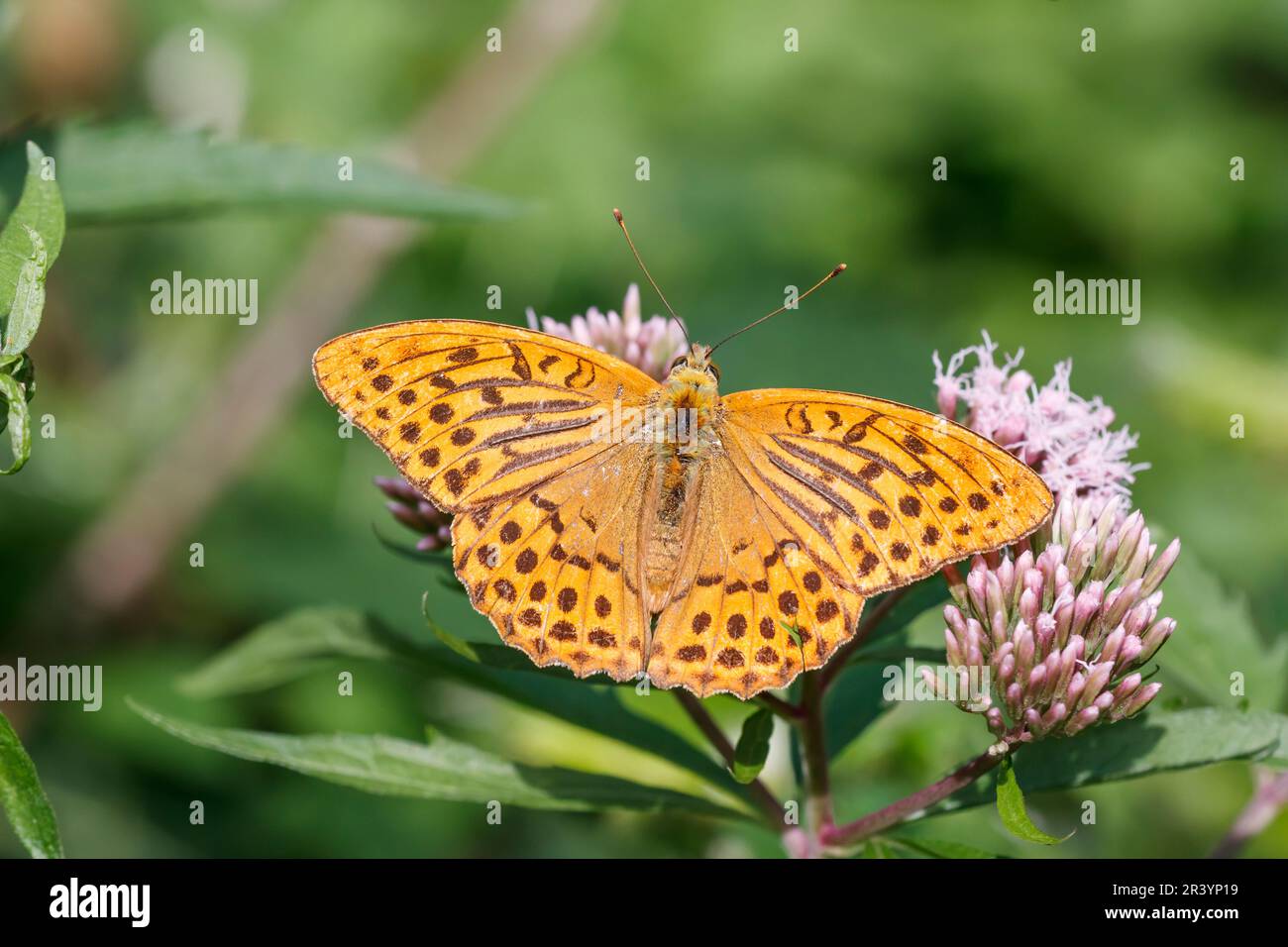 Argynnis paphia, male butterfly, known as Silver-washed fritillary ...