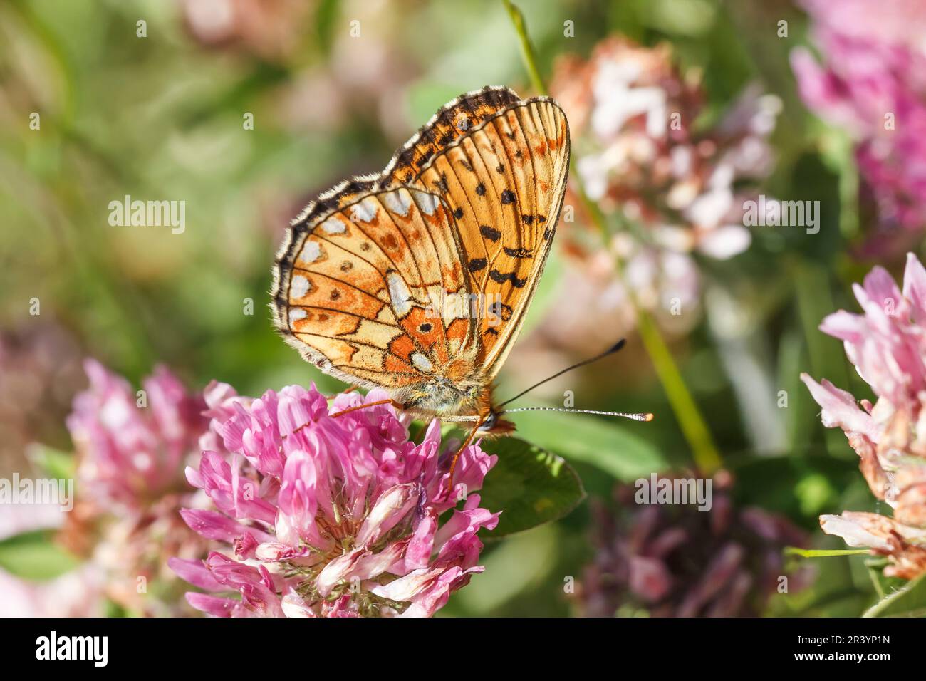 Boloria euphrosyne, known as the Pearl-bordered fritillary Stock Photo ...