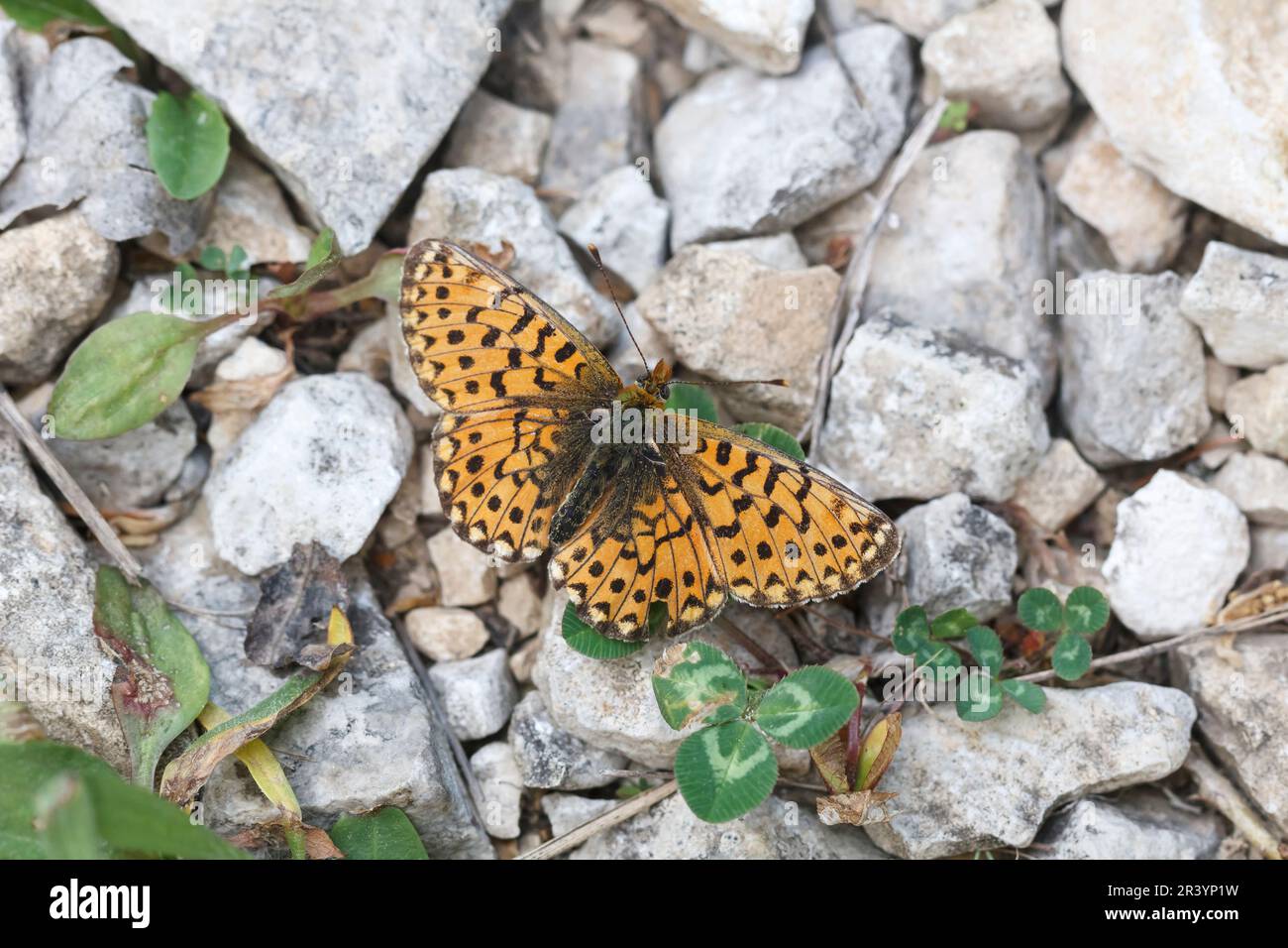 Boloria euphrosyne, known as the Pearl-bordered fritillary Stock Photo ...