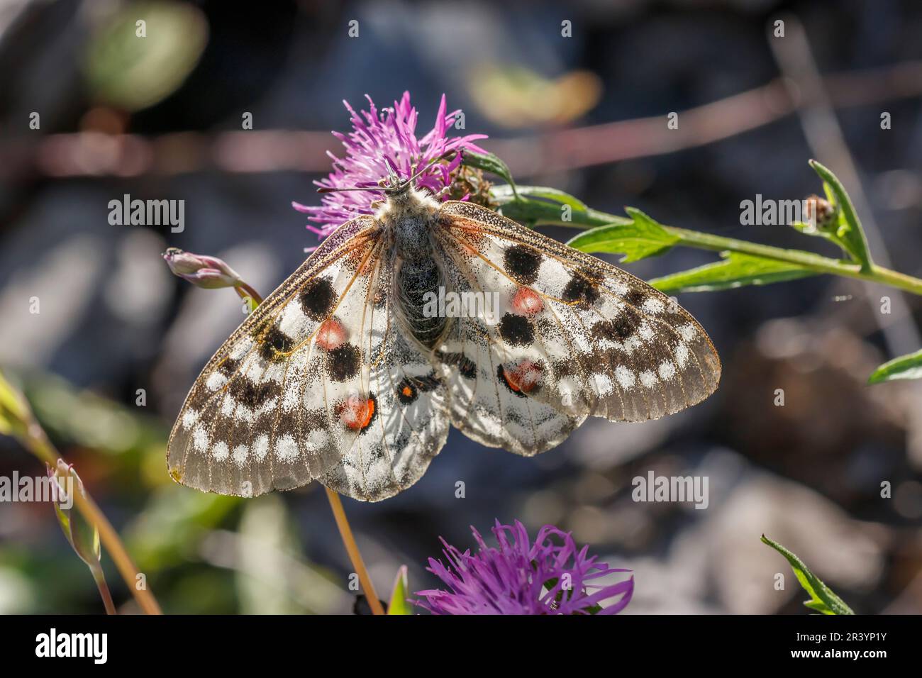Parnassius apollo viningensis, known as the Apollo, also Mountain ...