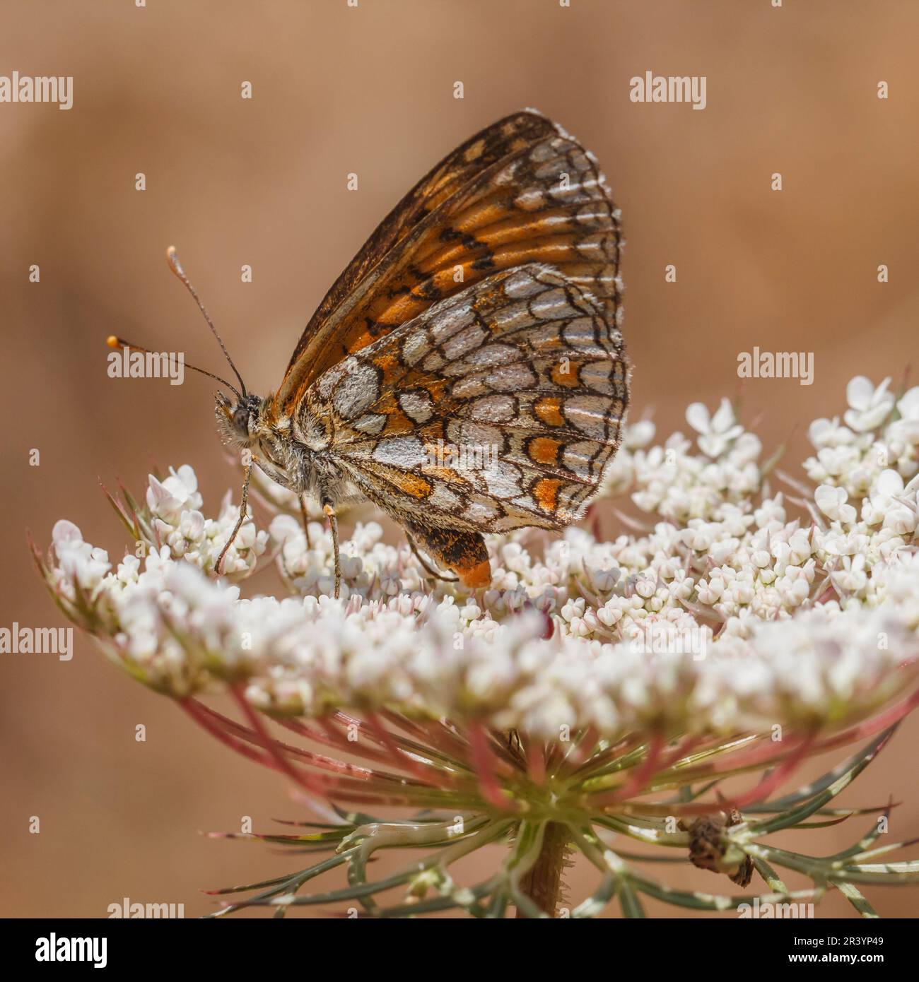 Melitaea athalia, known as heath fritillary, a European butterfly Stock ...