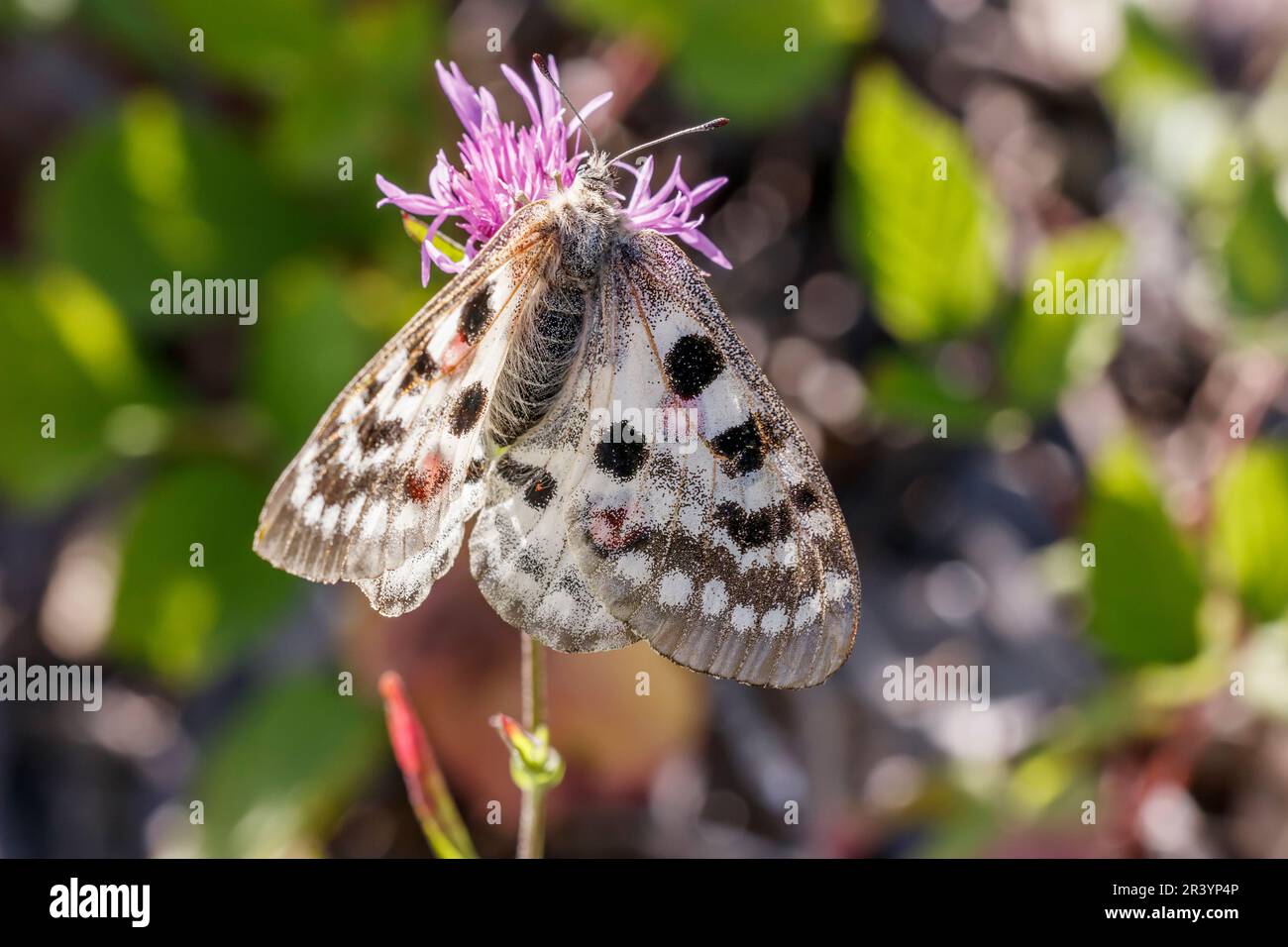 Parnassius apollo viningensis, known as the Apollo, also Mountain ...