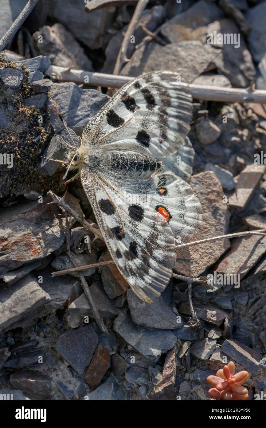 Parnassius apollo viningensis, known as the Apollo, also Mountain ...