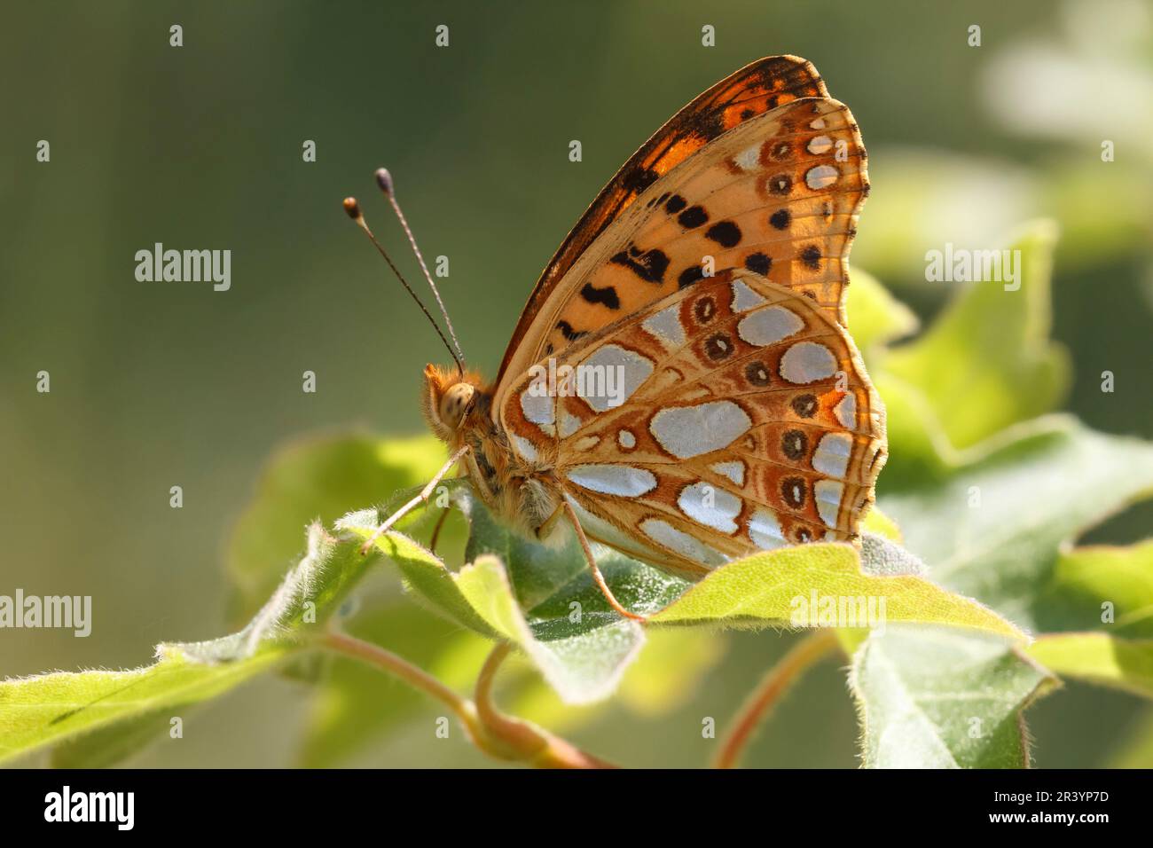 Issoria lathonia, known as the Queen of Spain fritillary butterfly from ...